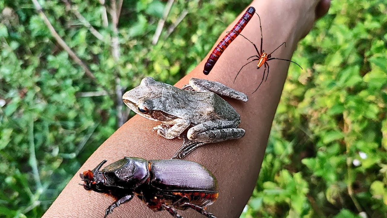 Look at this, I found beautiful frog and insects in the tropics - YouTube