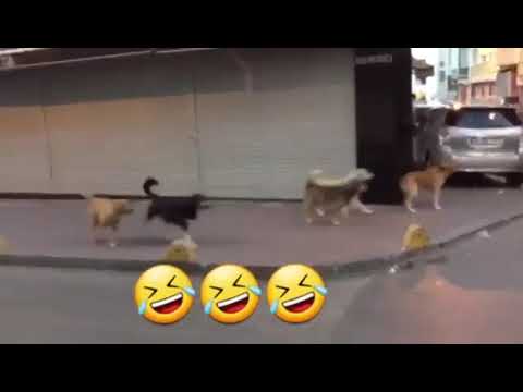 Uyuyan Köpekleri Korkutan Adam :) komik video