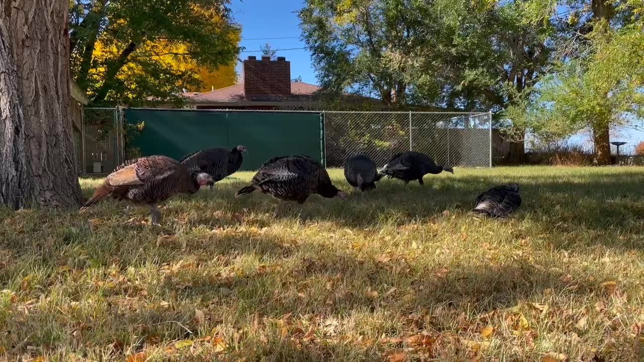 A flock of turkeys gathers in a central Casper yard - YouTube