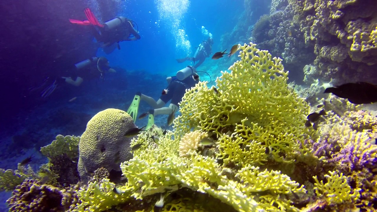 Samadai and Sataya "Dolphin House" Reefs - 2026 Guide