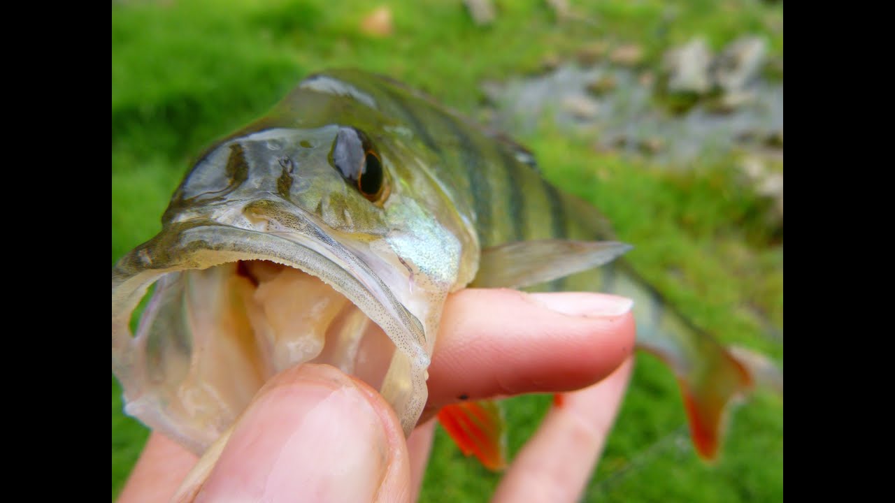 Central West Redfin Fishing - YouTube