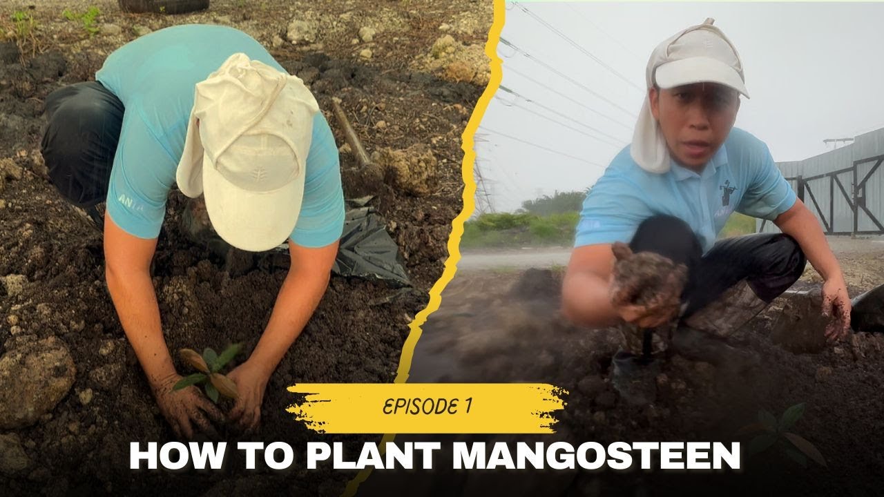Mangosteen Land: How to Plant Mangosteen - Episode 1 - YouTube