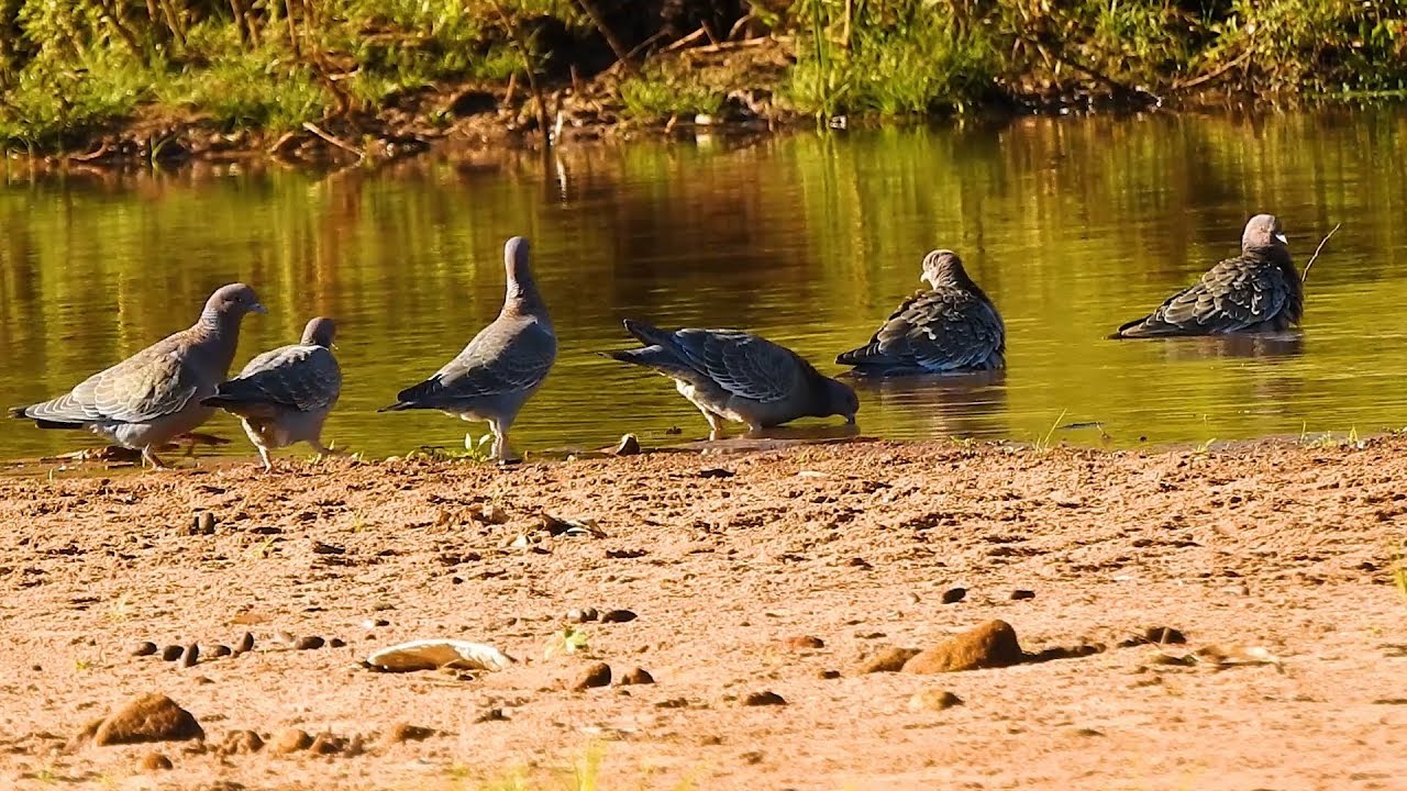 POMBA-ASA-BRANCA (PATAGIOENAS PICAZURO), PICAZURO PIGEON, POMBA-CARIJÓ ...