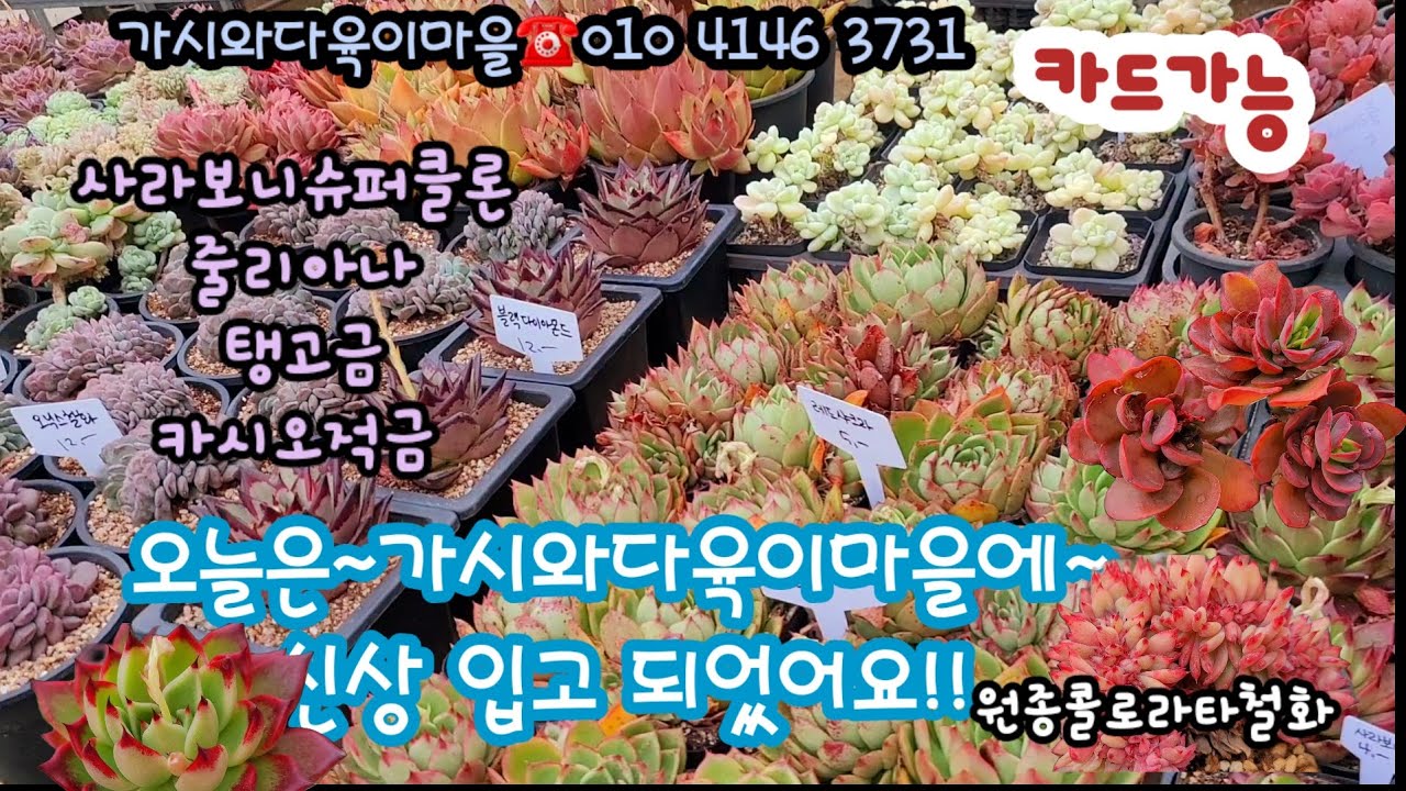 서울가시와다육이마을에 신상다육들 입고 사라보니슈퍼클론4 묵은 탱고금 줄리아나5 오닉스철화~보랏빛 바닐라비스4천등 Youtube