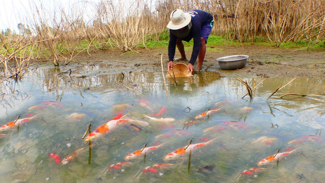wow in the morning found a lots of beautiful fish at field for raising ...