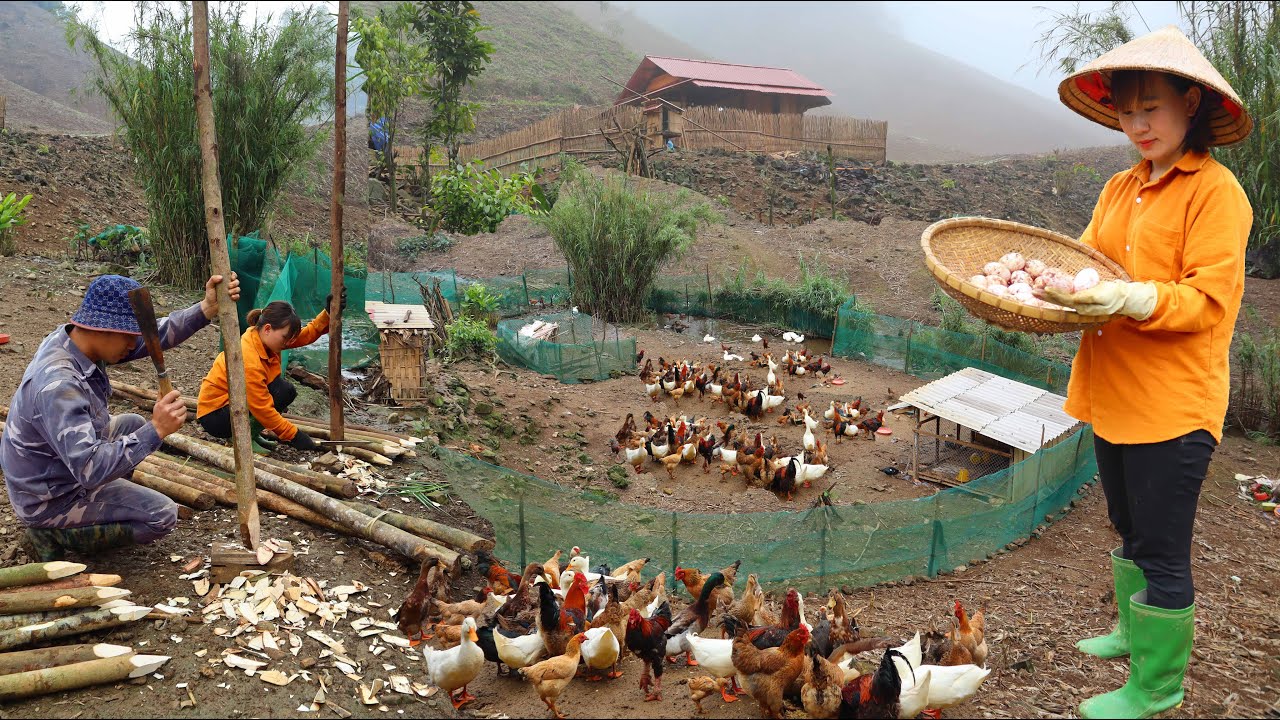 Building a new life Ep.72 | Harvest duck eggs and build large fences | live with nature - YouTube