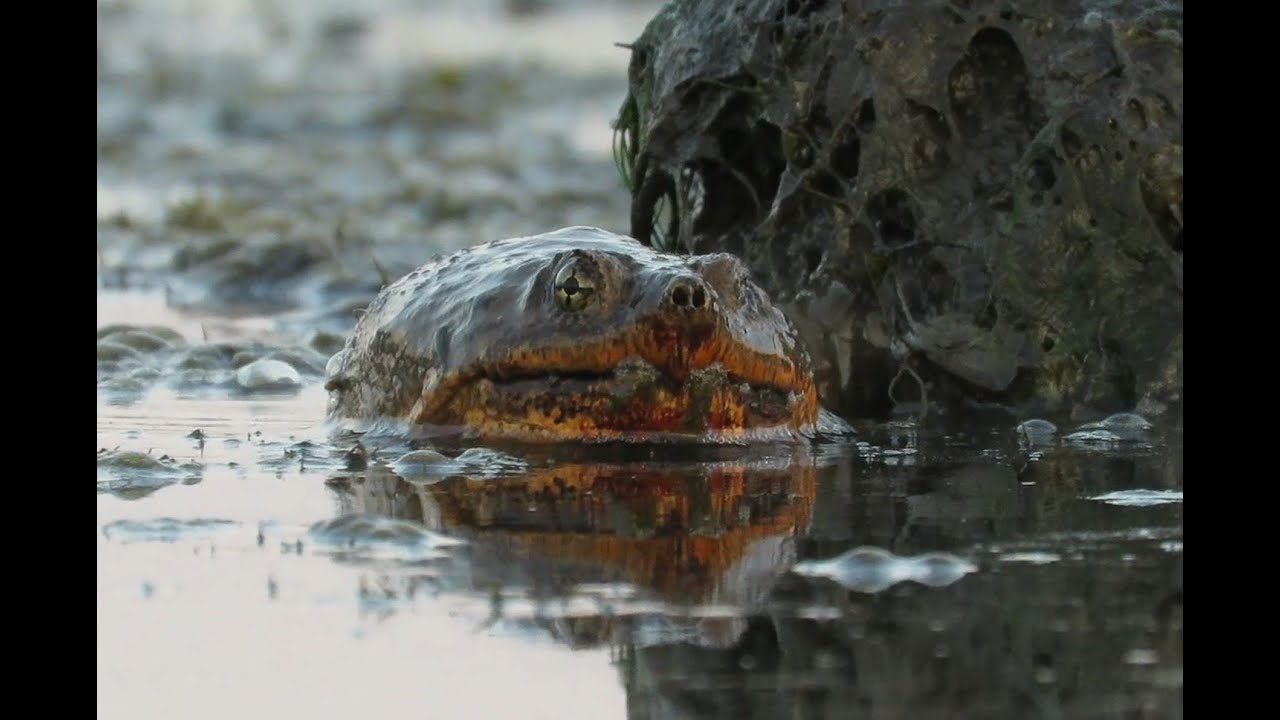 Mud Monster: Snapper Feeds at Lake Sequoyah - YouTube