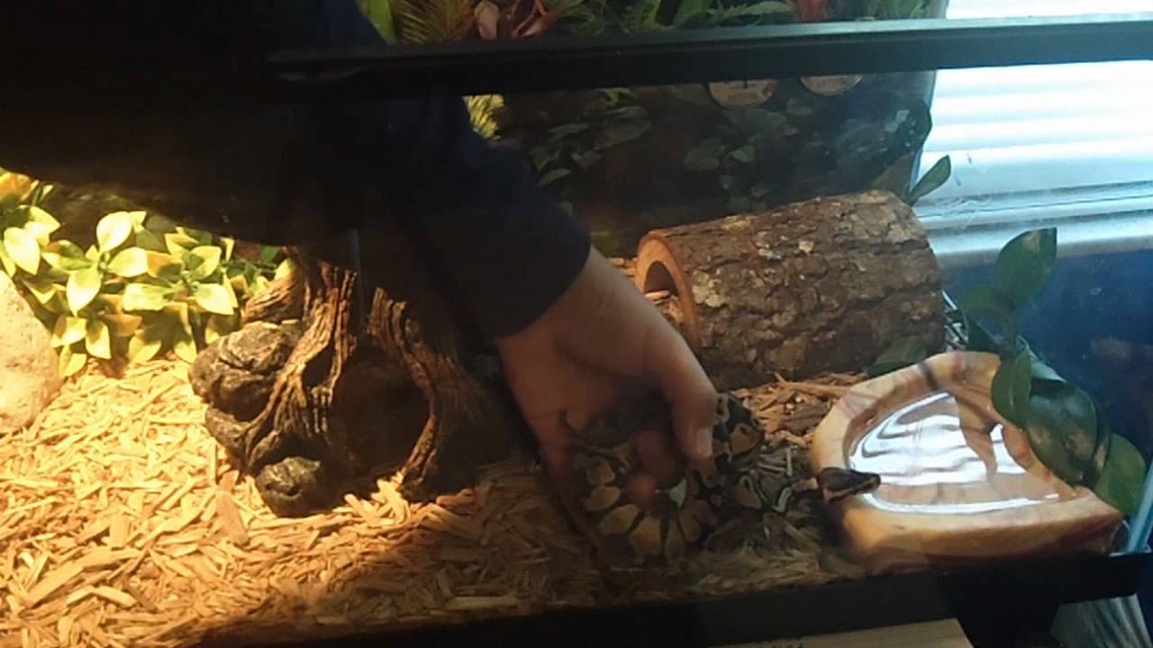 My Ball Python Setup! - YouTube
