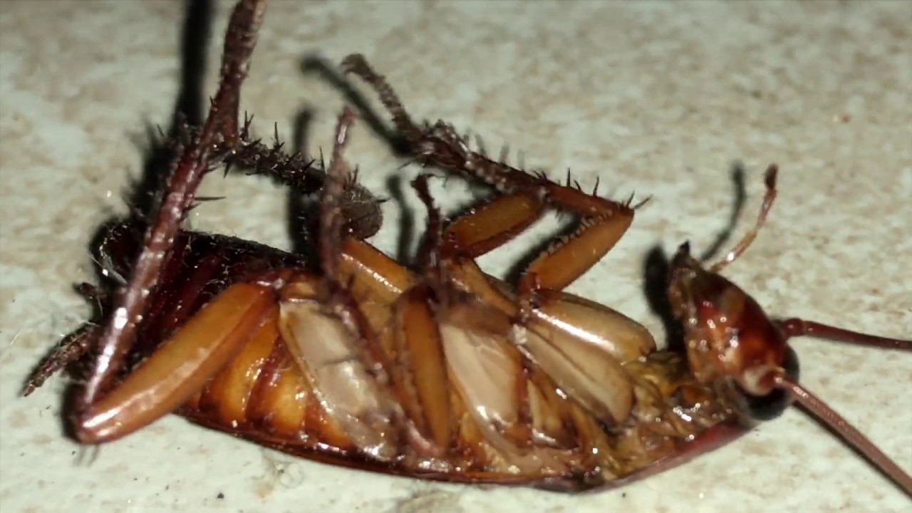 la cucaracha - YouTube