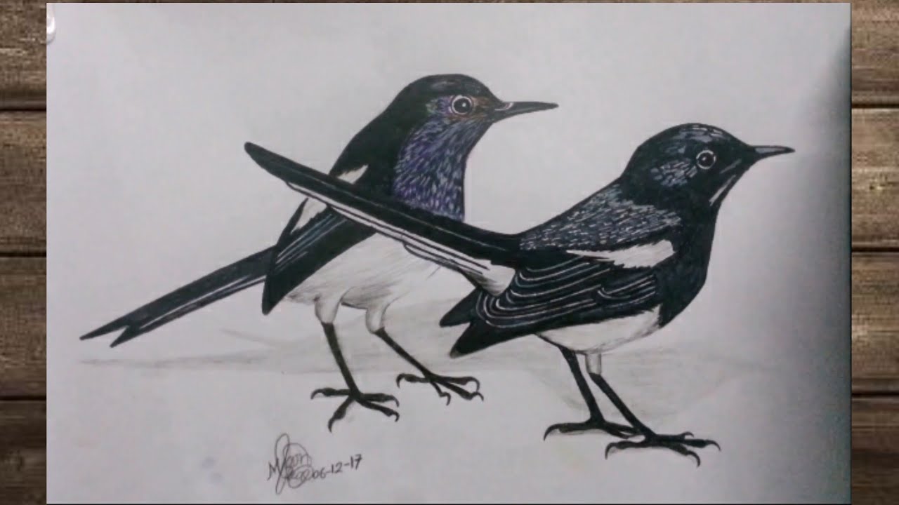 How to draw Birds Step by Step | National bird of Bangladesh | Magpie ...
