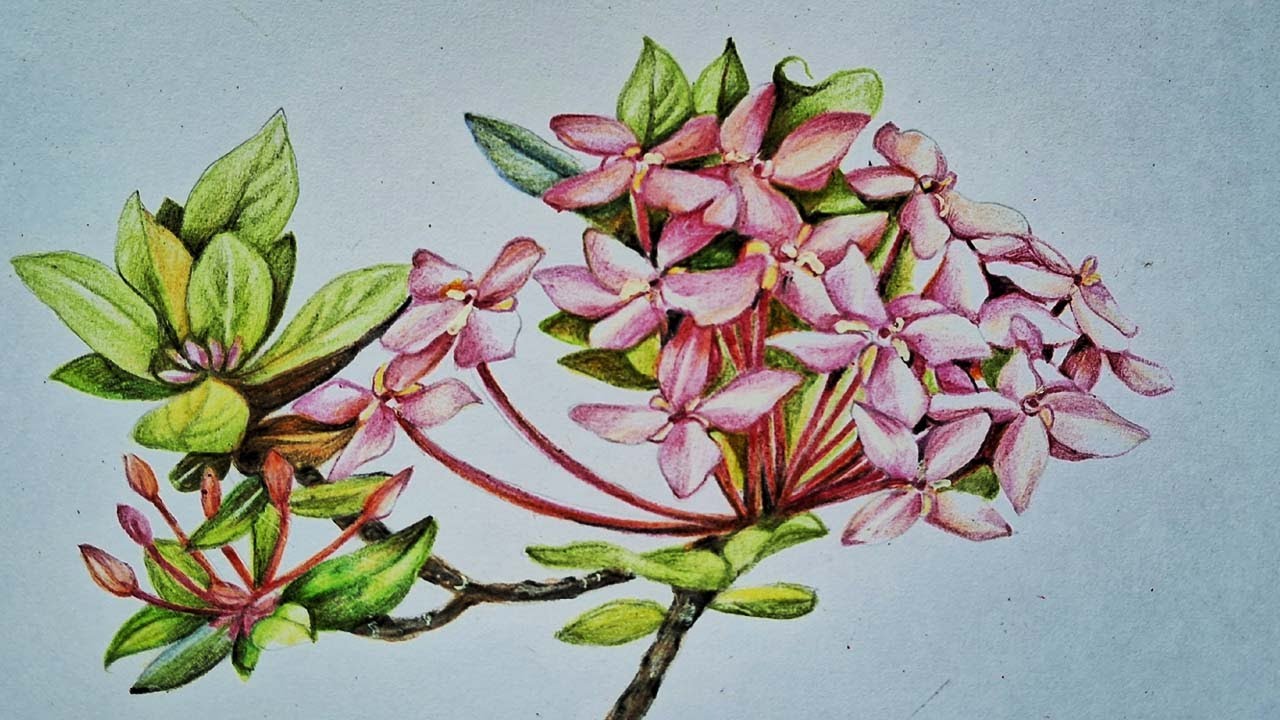Ixora Plant Drawing