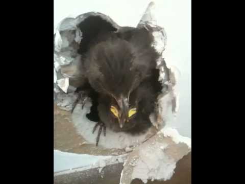 Baby birds stuck in wall - YouTube