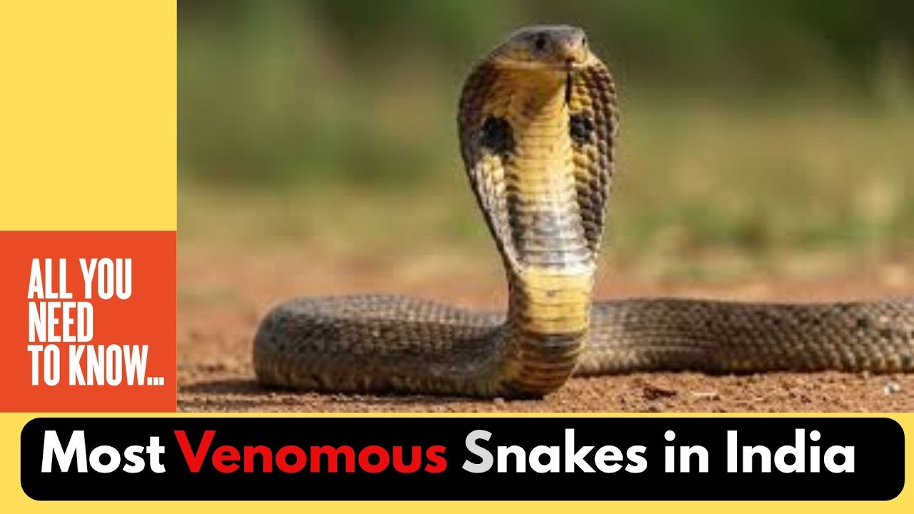 Most Venomous Snakes in India |Big 4 of India |Do's and Don'ts for ...