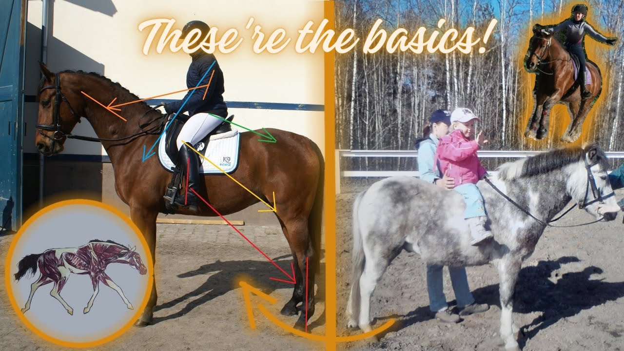 BASICS of HORSE RIDING - what is responsible for what? - YouTube