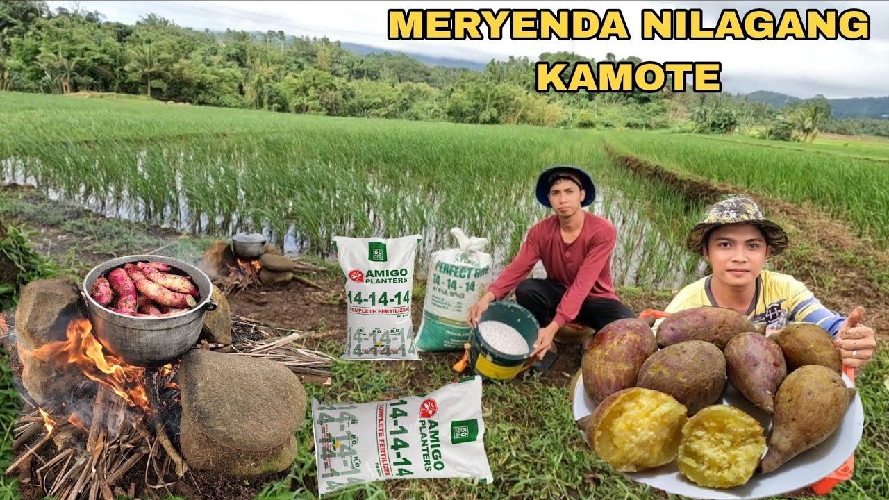 PAGSASABOG NG PATABA SA PALAYAN NAMIN NI UTOL /KAMOTE MERYENDA - YouTube