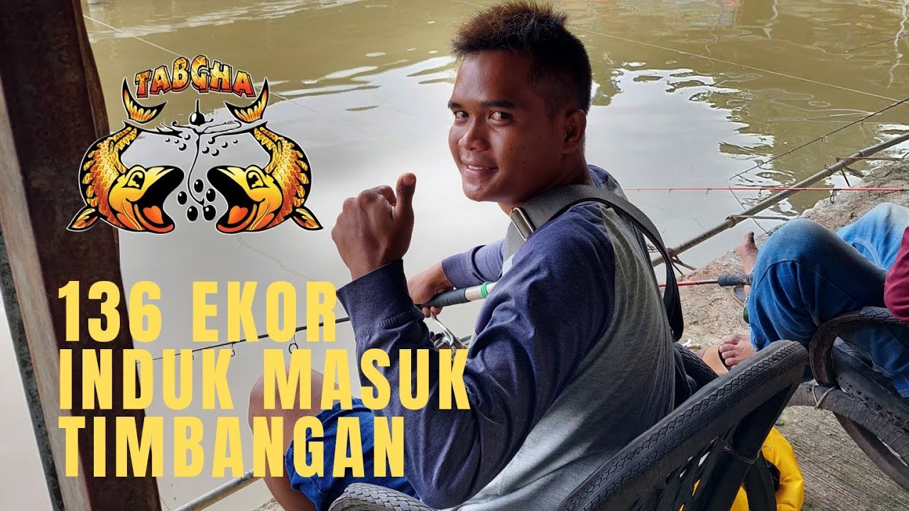 Gacor abizz smp 136 ekor Induk yg masuk timbangan - YouTube
