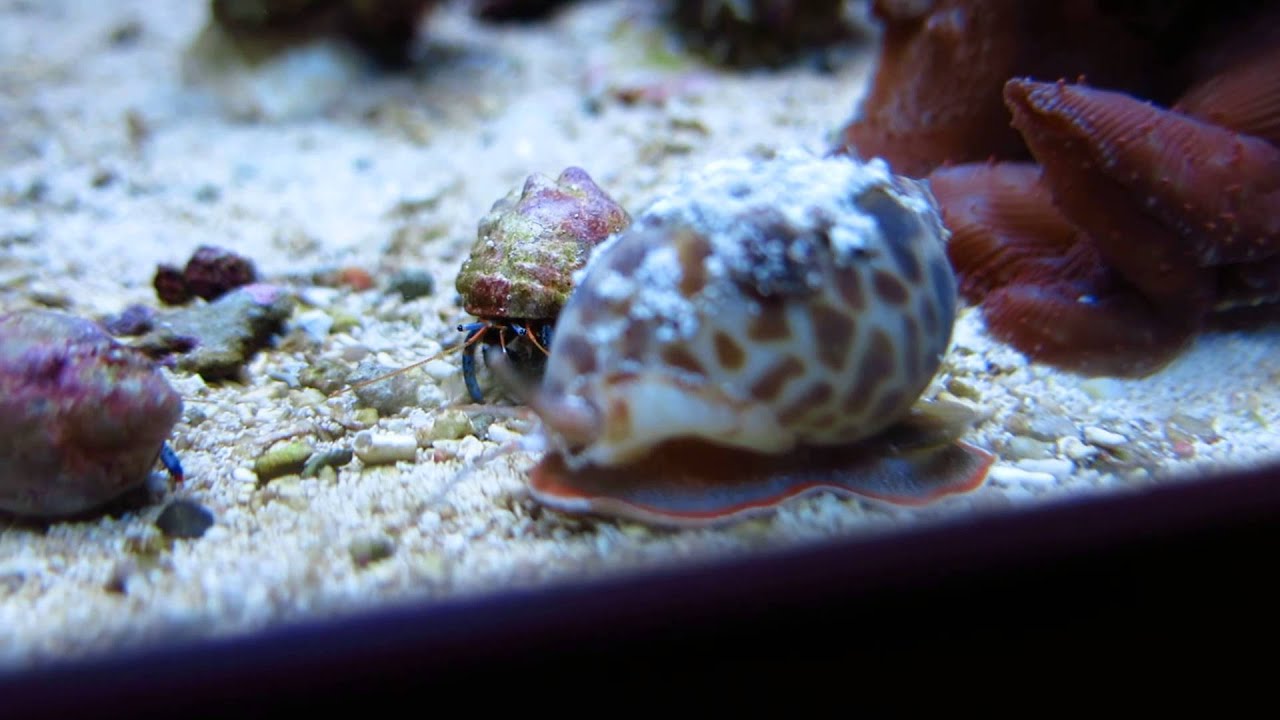 Babylon snail - YouTube