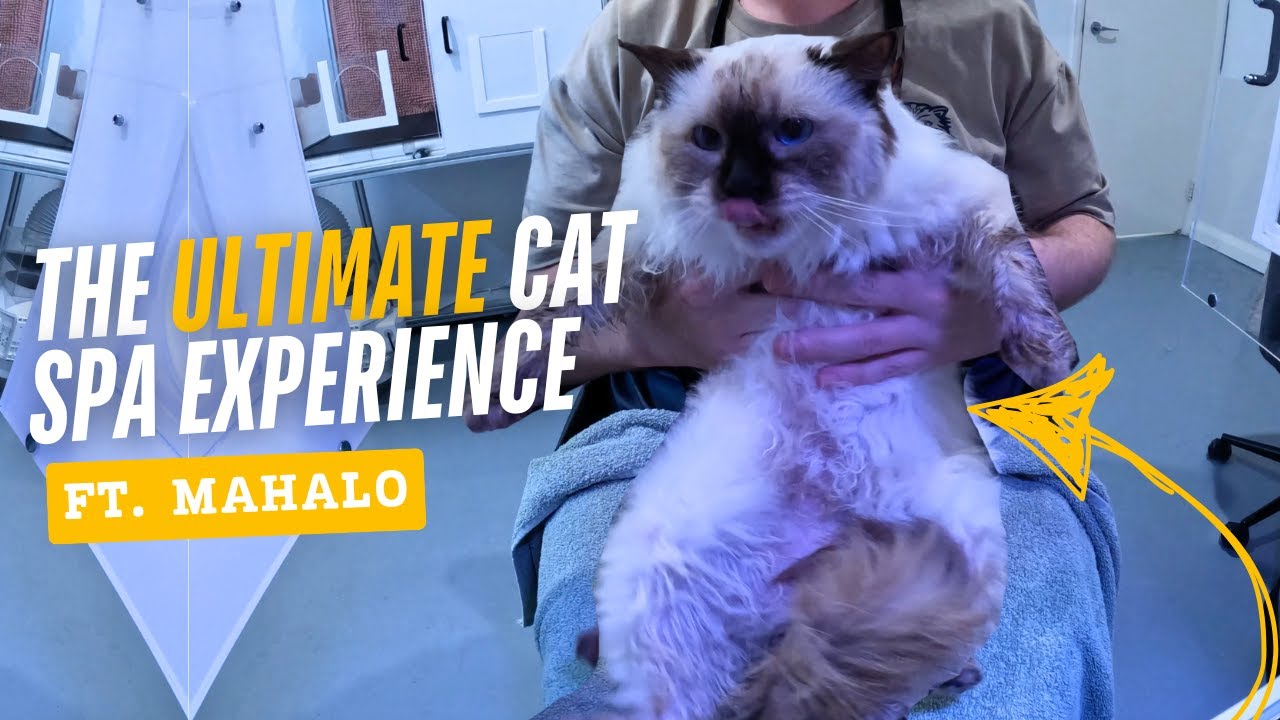 The Ultimate Cat Spa Experience ft. Mahalo - YouTube