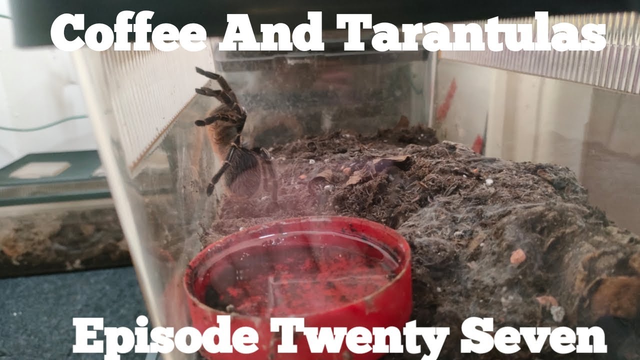 Tarantula's And Coffee Episode Twenty Seven ☕ - YouTube