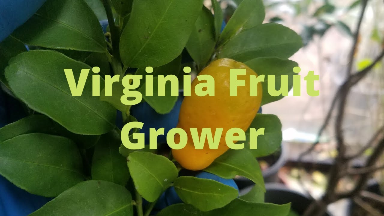 Dream atemoya, White sapote, Quenepa Mamoncillo, Peluche loquat ...