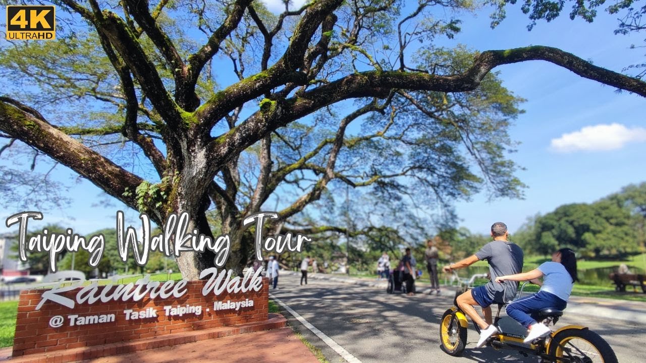 Enchanting Evening at Taiping Lake Gardens: Raintree Walk Walking Tour ...