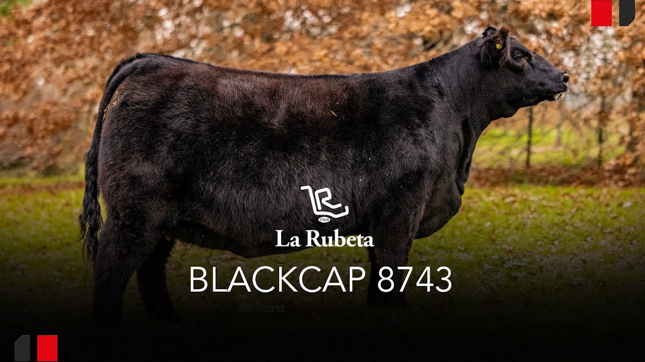 Remate La Rubeta 2024, Rp 8743 - YouTube