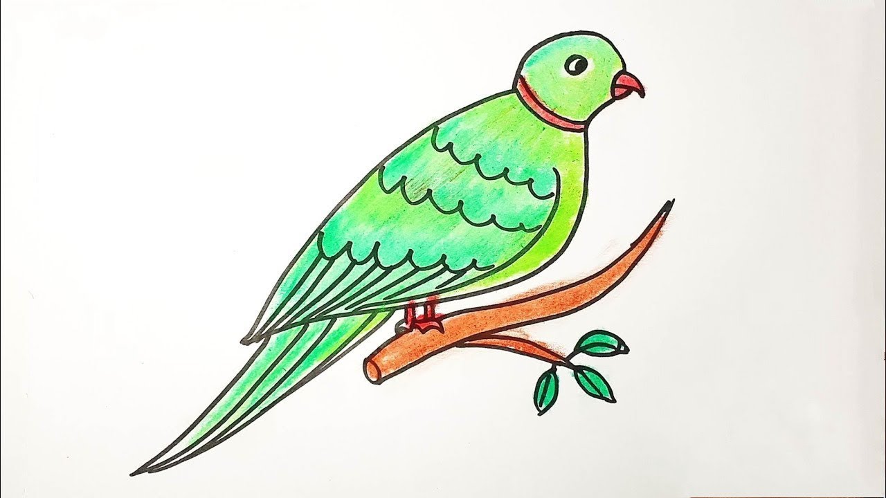 Parrot Drawing Easy Step By Step | Parrot Drawing For Beginners | - YouTube
