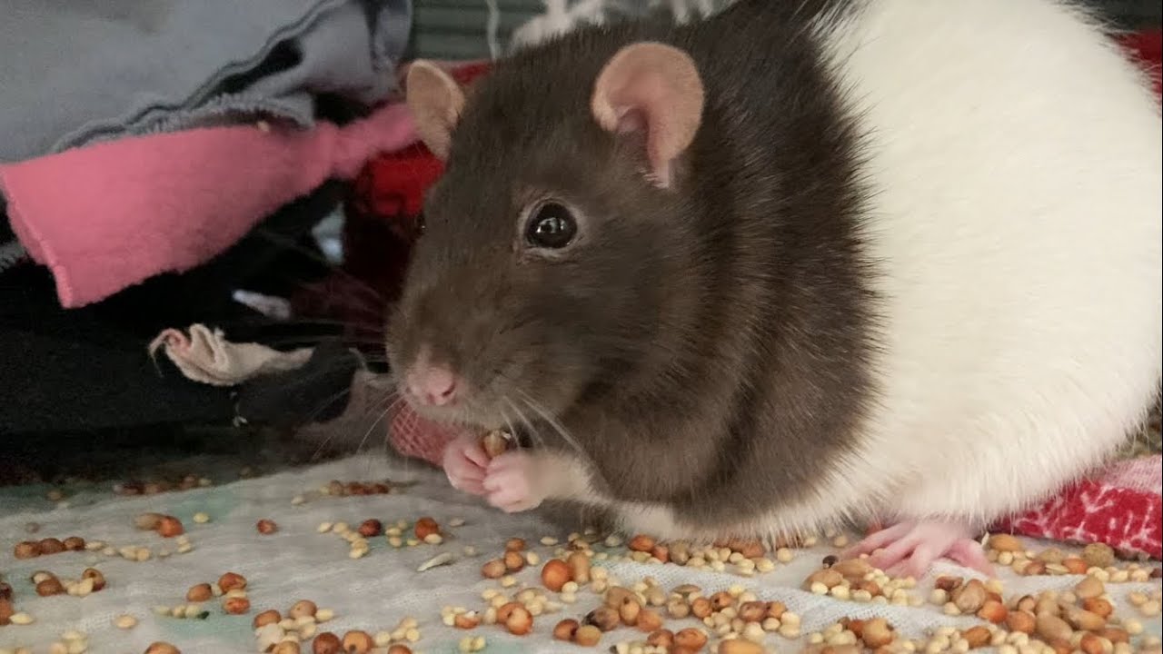 rats absolutely ratting the house down - YouTube