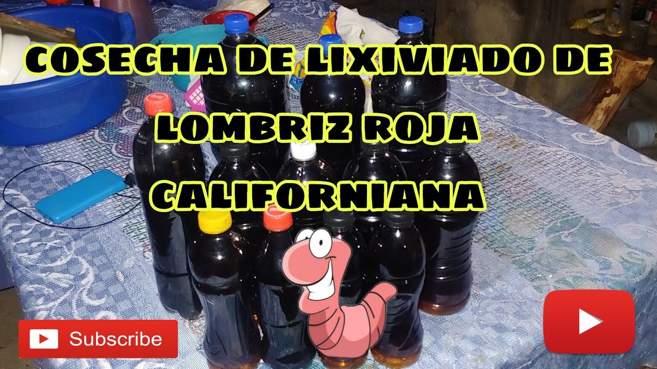 cosecha de lixiviado de lombriz roja californiana 🐛( buena calidad ) 👍 ...