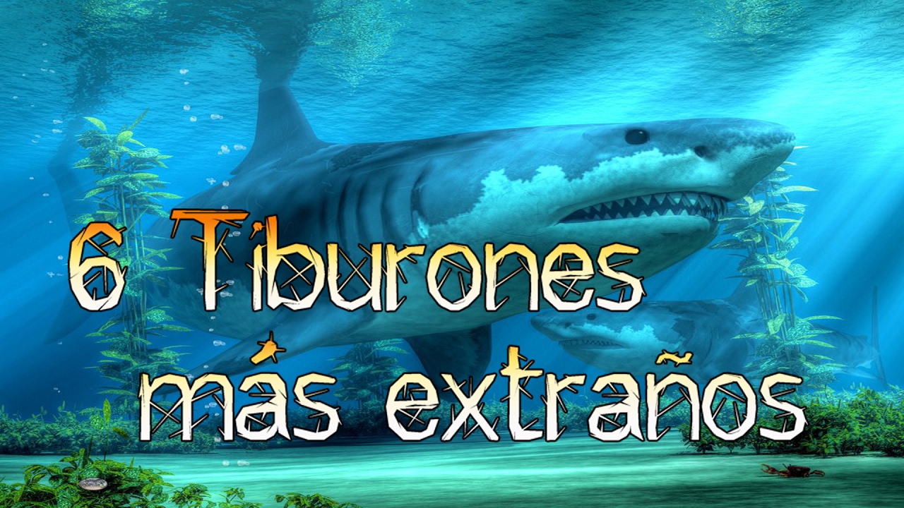 6 Tiburones Prehistóricos Más Extraños Del Planeta (Naturaleza Extinta ...