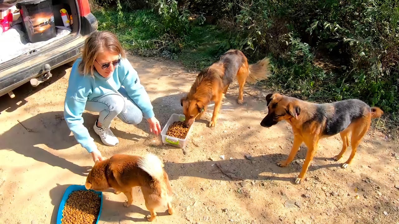 We Couldn't Pass by Stray Dogs Begging on the RoadSide - YouTube