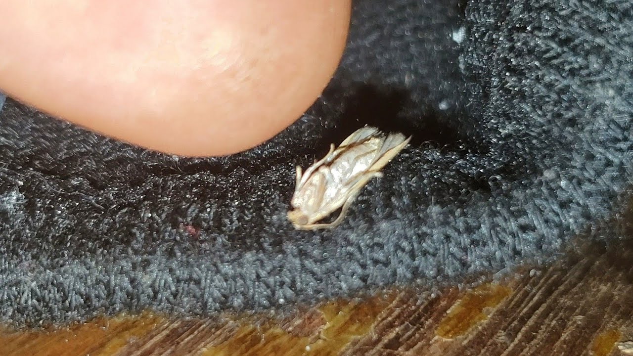 COMFORTING A DYING MOTH - YouTube