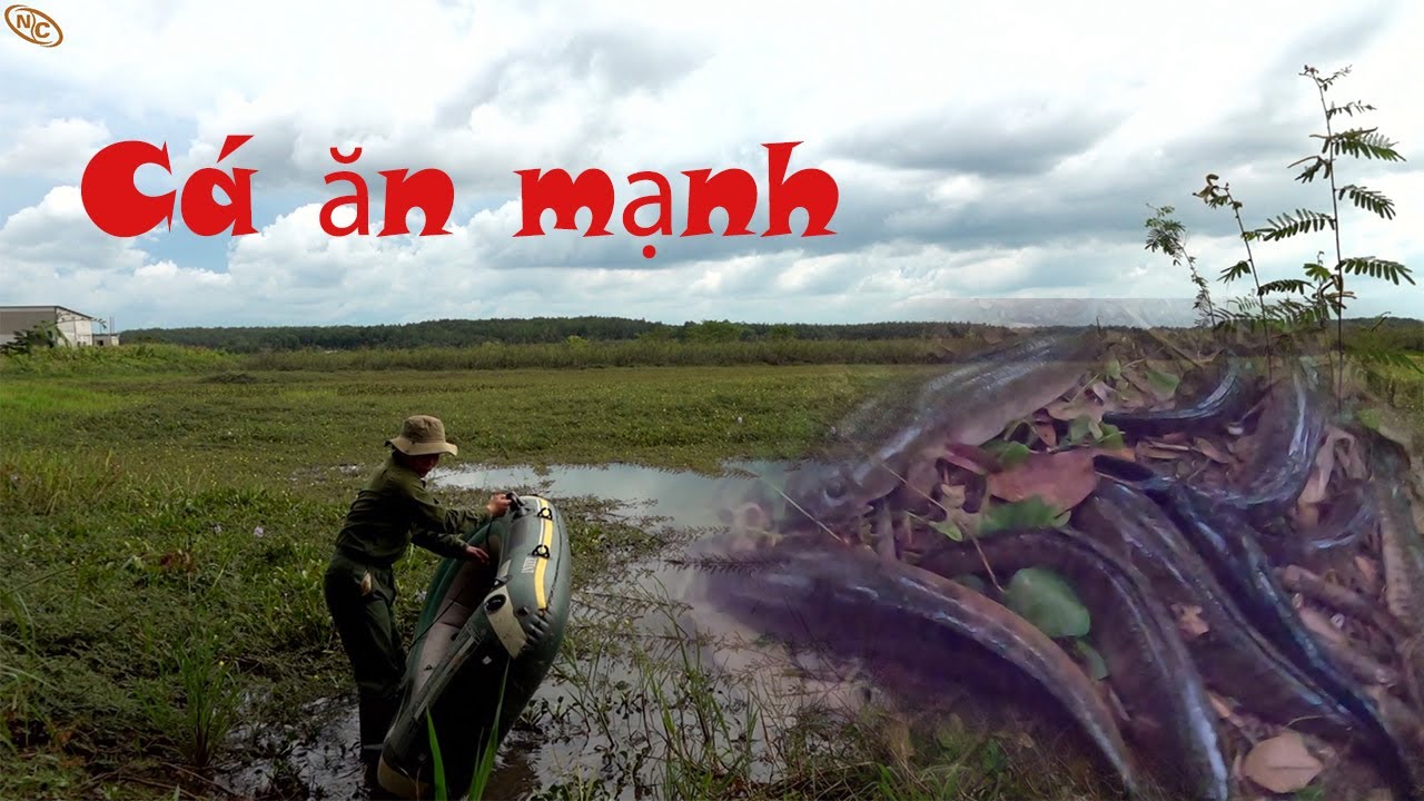 Câu cá lóc bãi rau nhúc cá ăn mạnh - YouTube