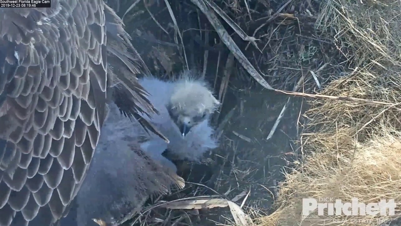 12-23-19 SWFL eagles; so much fluff to move. - YouTube