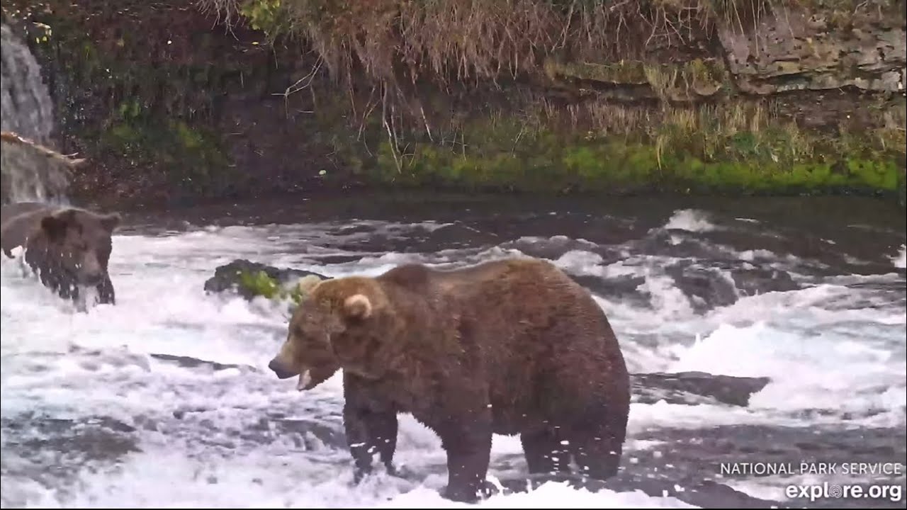 Bucky 164 is Confused (explore.org BF cam) 9.21.25 - YouTube