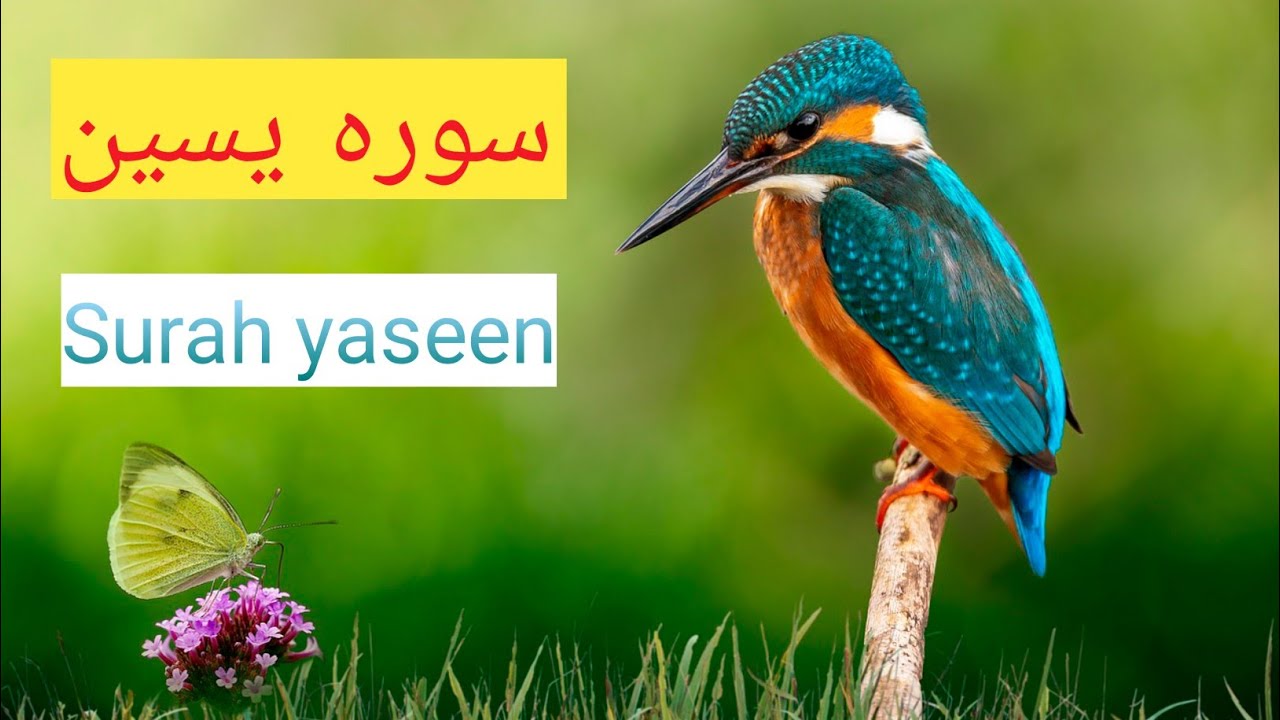 Surah yaseen ki tilawat |surah yassen racitation | yaseen in full - YouTube