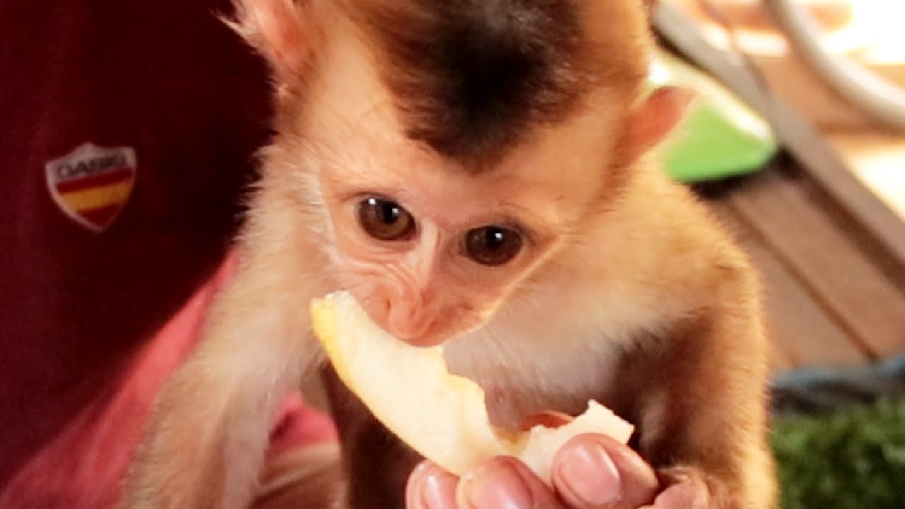 Baby Monkey Eating Sweet Pear - Dad Feed Baby Boki Pear Fruit - YouTube