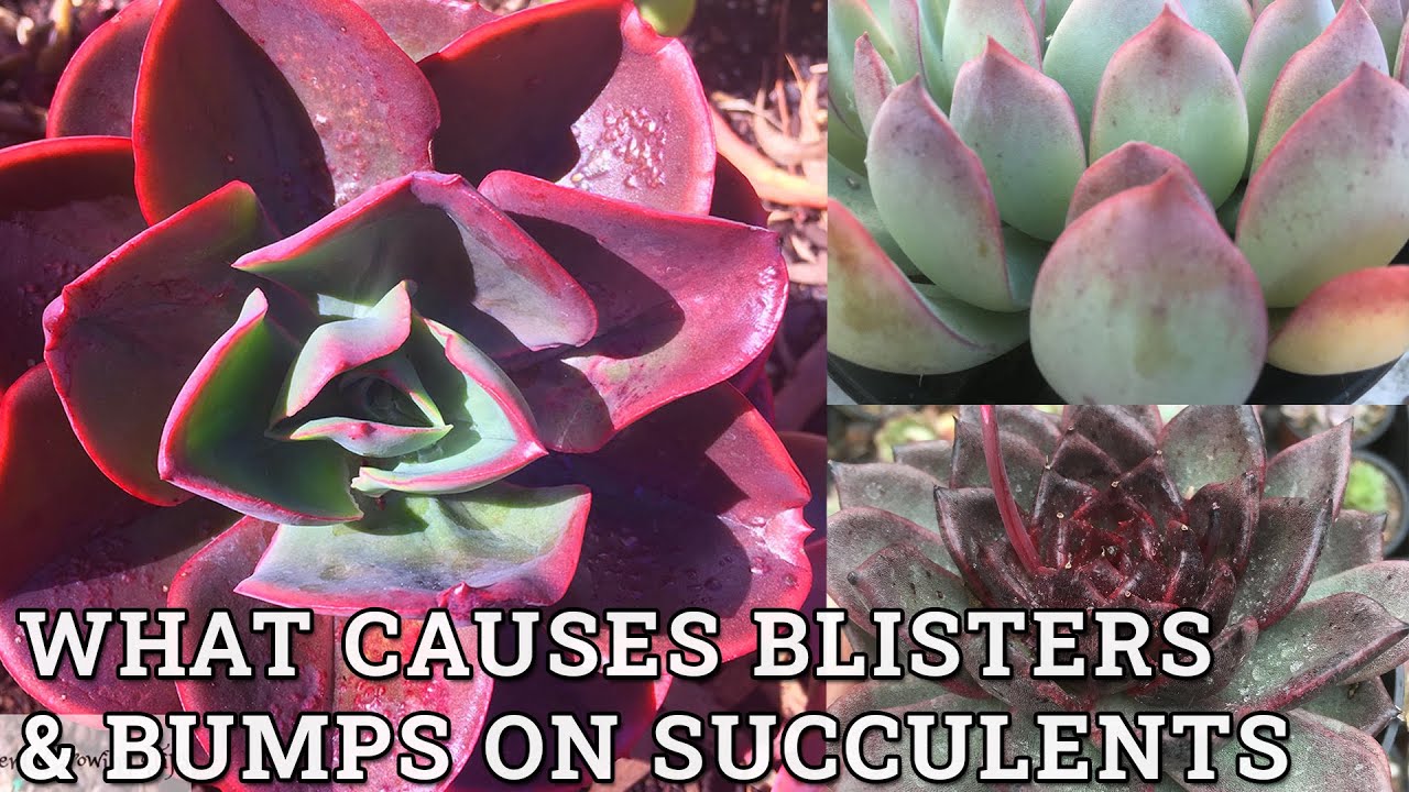 What Are Blisters, Bumps & Warts On Succulents - YouTube