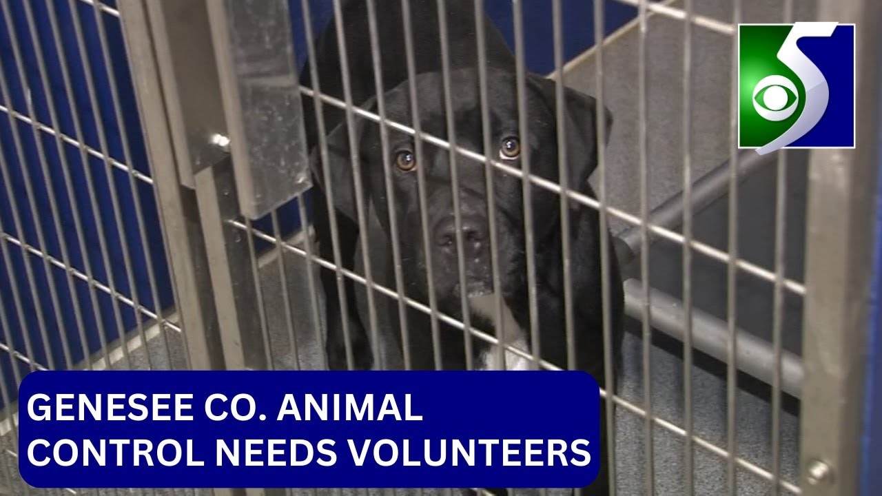 Genesee Co. Animal Control needs volunteers - YouTube