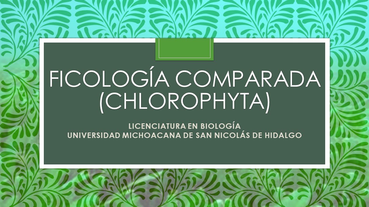 Ficología comparada: Algas verdes (Chlorophyta) - YouTube
