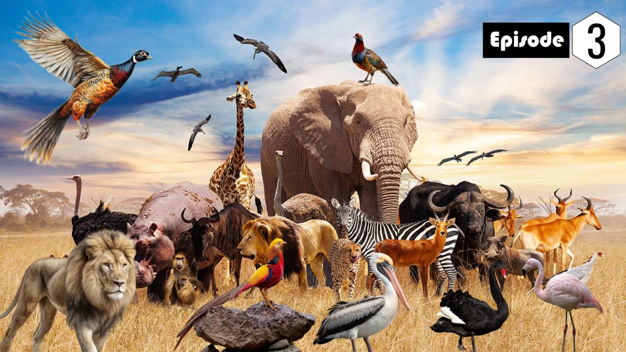 Lahore Safari Zoo ki saar | Lion Cage Visit | Biggest Zoo in Pakistan ...