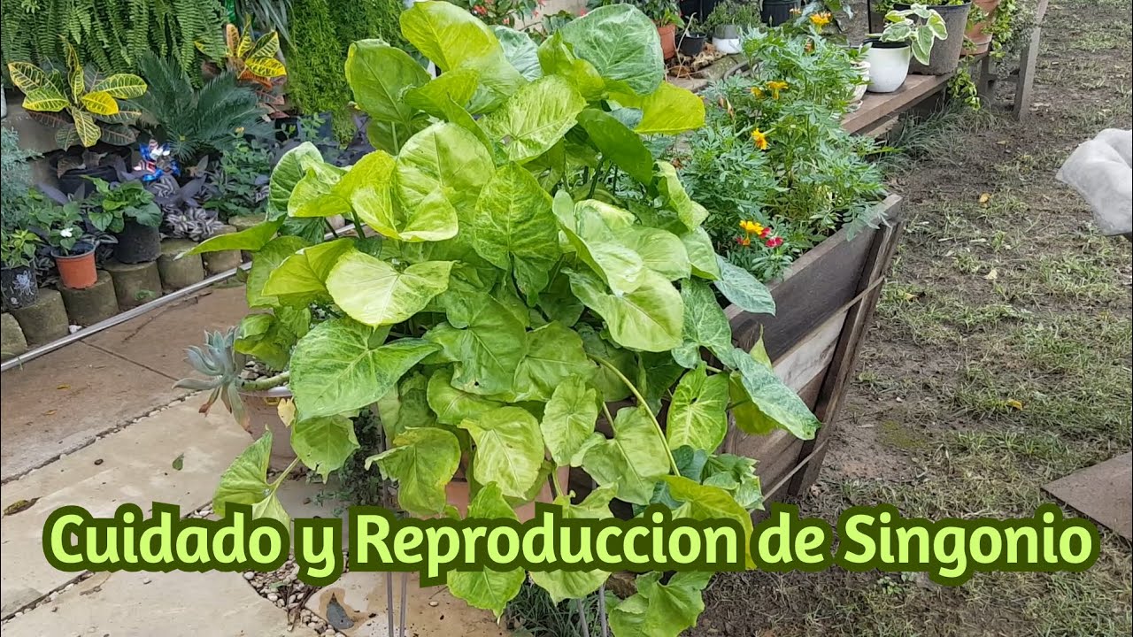 Cuidado y Reproduccion de Sigonio - YouTube
