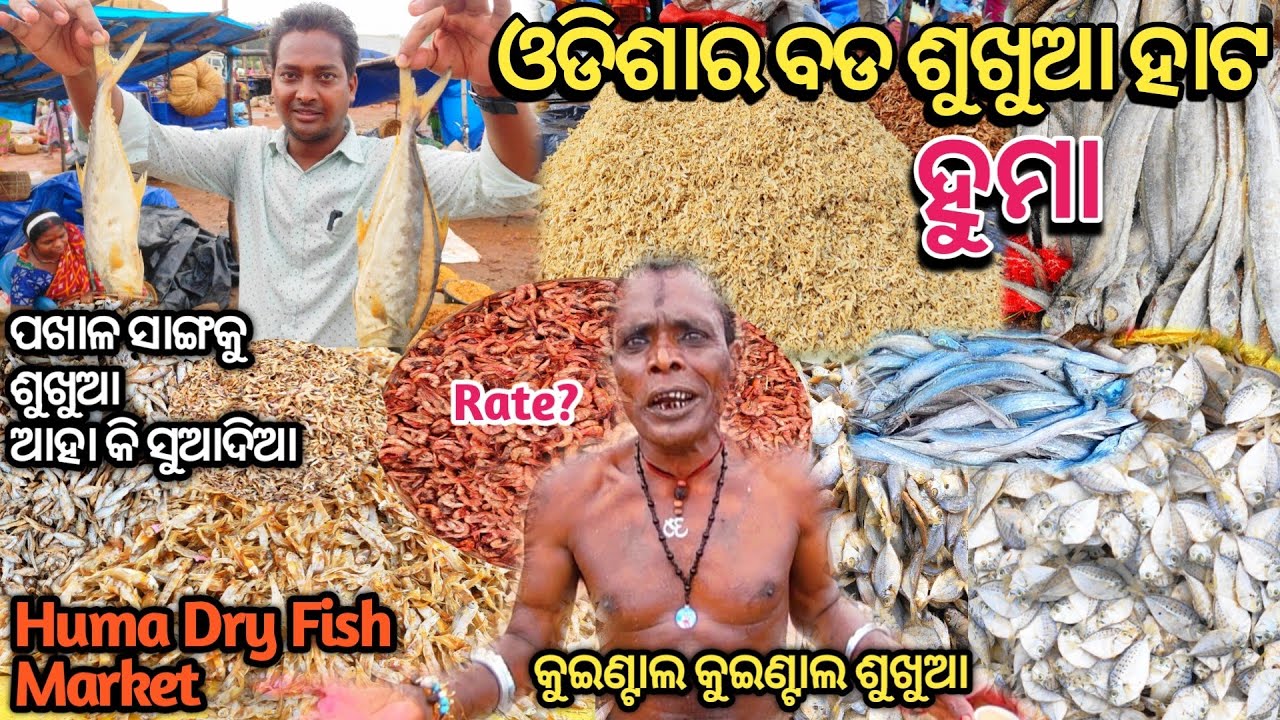 Odisha Famous Dry Fish Market Huma|Sukhua|Biggest Dry Fish Market - YouTube