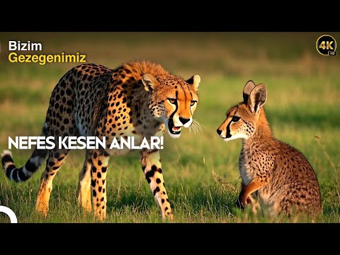 Çita ve Kanguru Karşı Karşıya! | Vahşi Yarış 5. Bölüm |  FULL HD İzle
