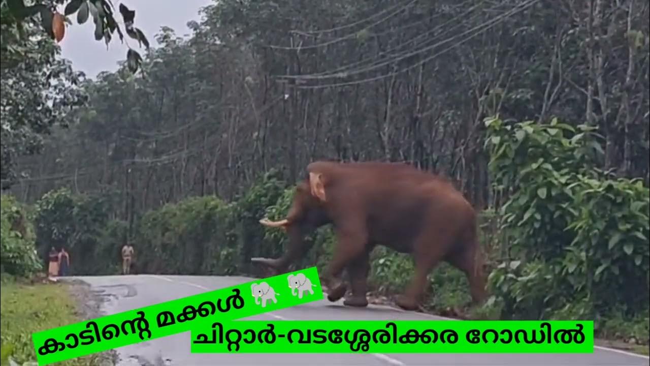 Wild elephants crossing Chittar Vadasserikkara road in Kerala - YouTube