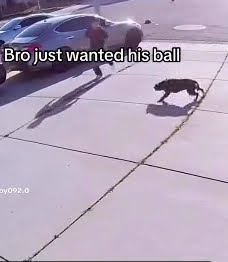 DOG CHASES KID - YouTube