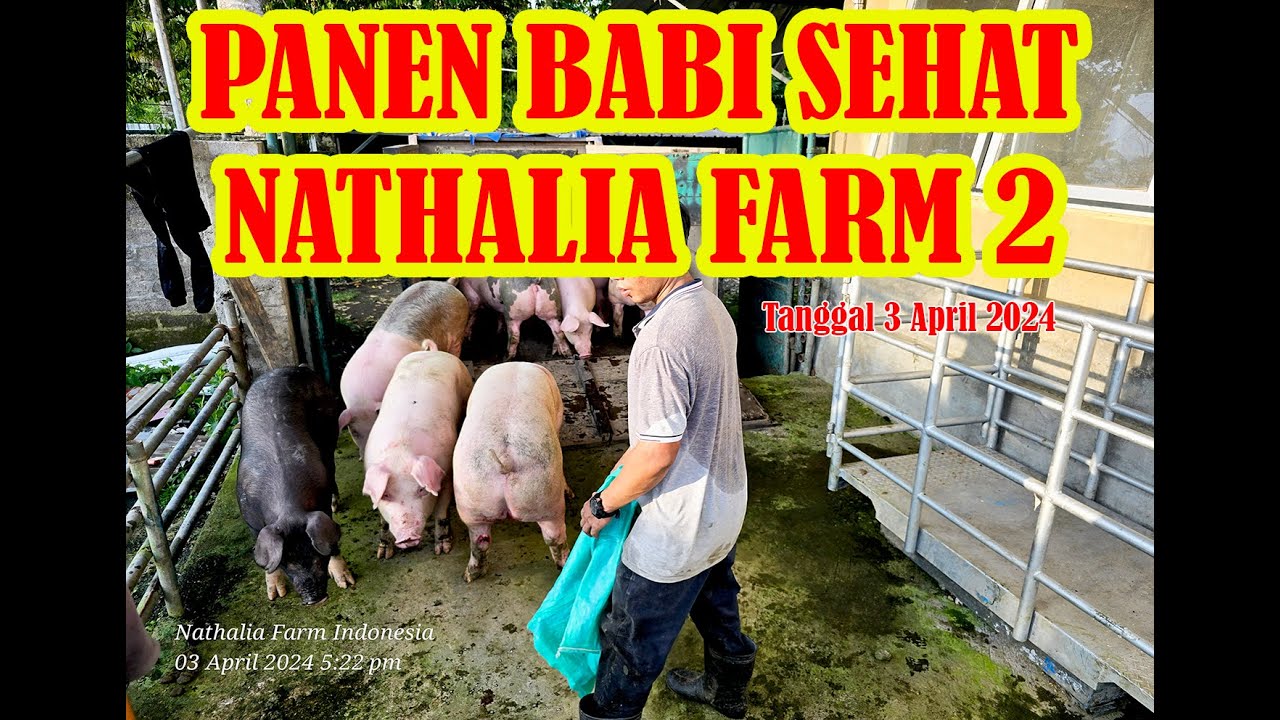PANEN BABI SEHAT ORGANIK NATHALIA FARM 2 - YouTube