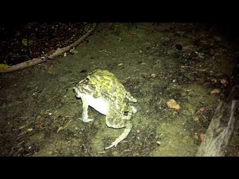 Frog Wrestling 🤼| A Small Toad Defeats A Giant Toad Like John Cena VS Giant khali💪| A Rare Scene ...