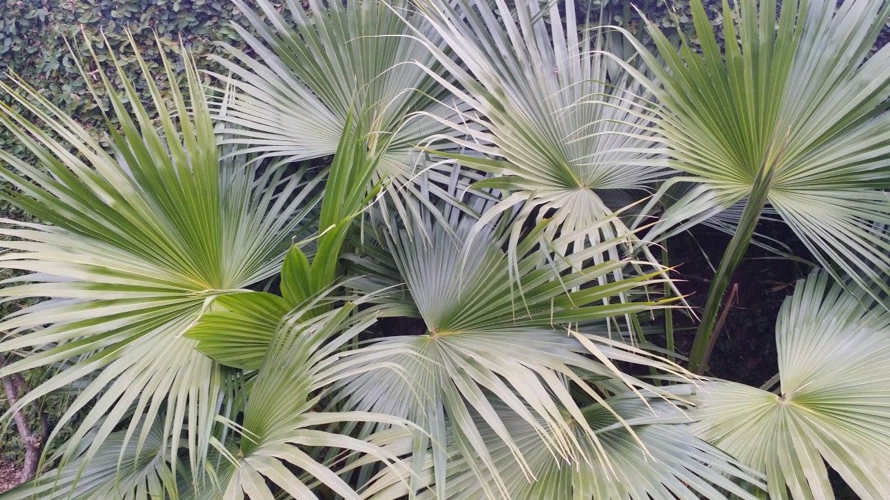 Chinese fan palm growing instructions - YouTube
