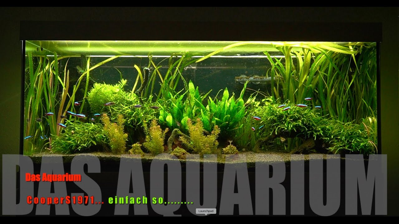 Eheim 240l - Das Aquarium - Neon, Salmler, Barben, Smaragdprachtbarsch, Amanogarnele - YouTube